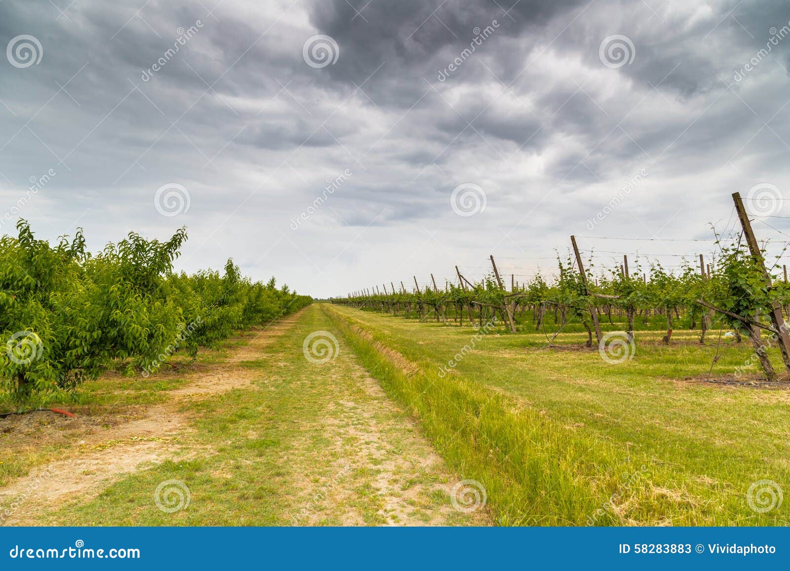 Peach Trees Rows and Vineyards in Cultivated Fields Stock Image - Image ...
