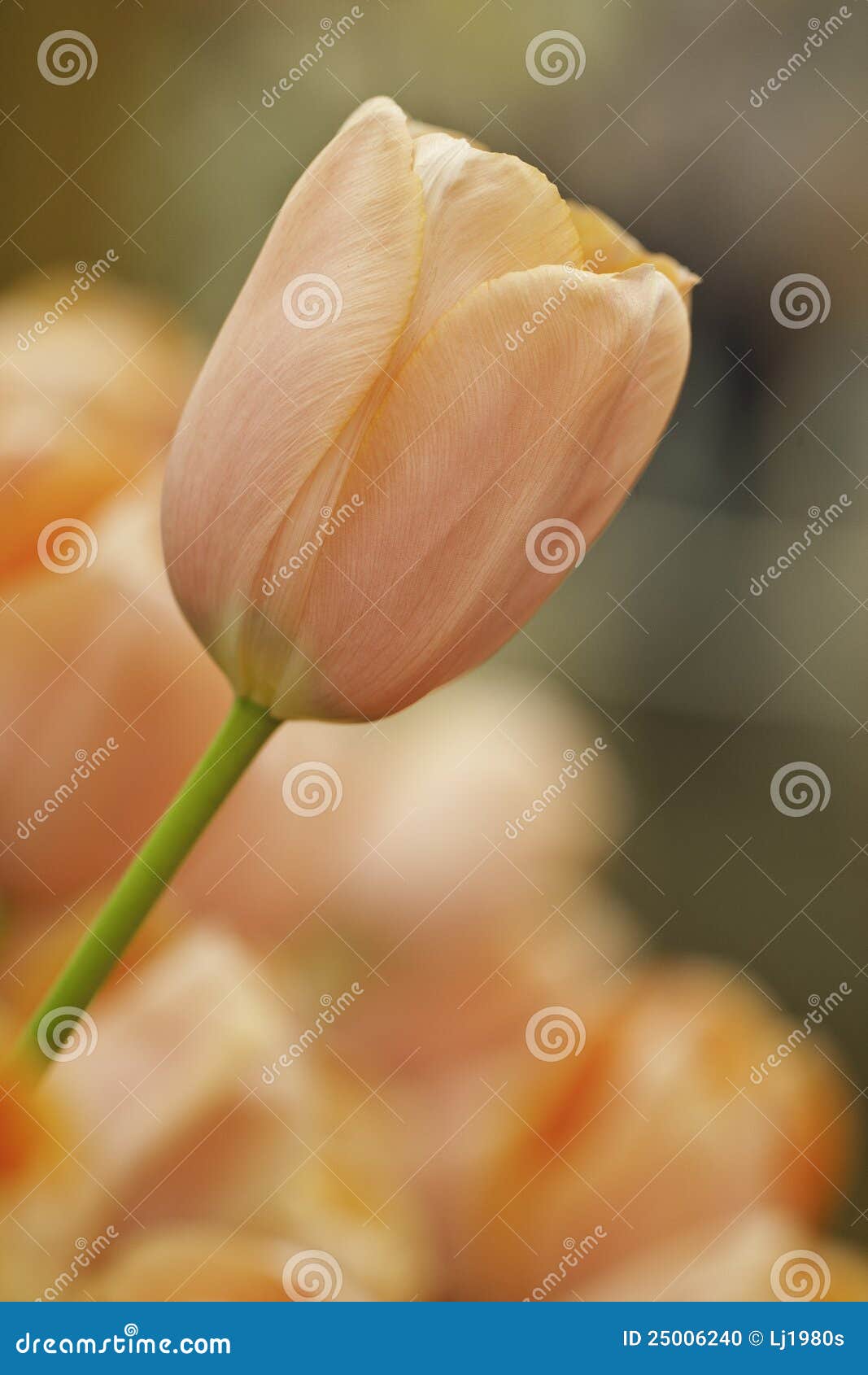 Peach tulip macro stock photo. Image of tulip, business - 25006240