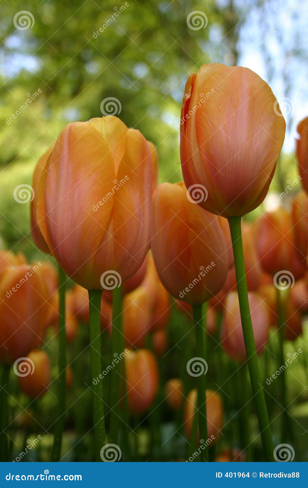 Peach Tulips stock photo. Image of bulbs, symbol, field - 401964