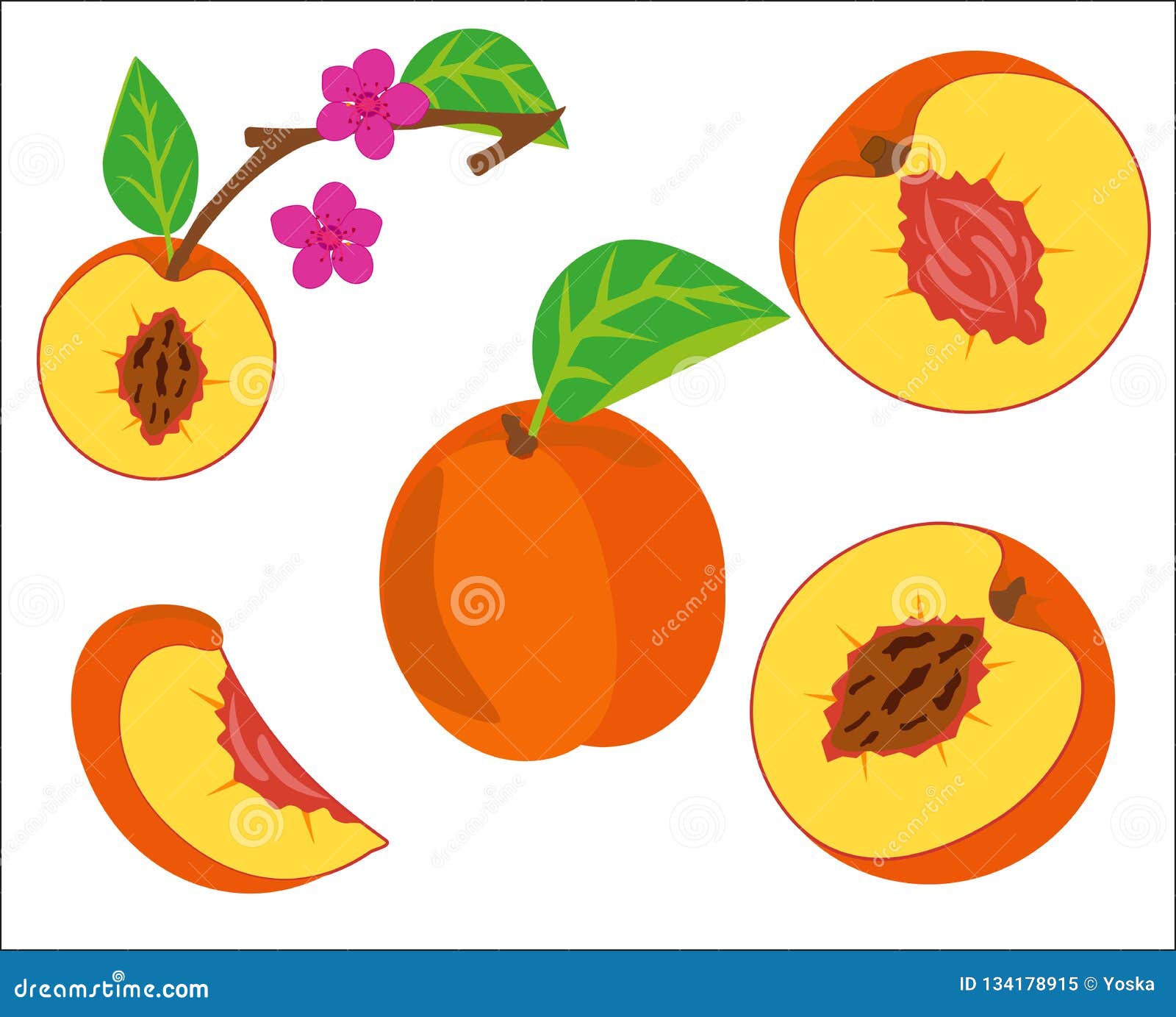Peach Vector Drawing. Hand Drawn Peach And Sliced Piece | CartoonDealer ...