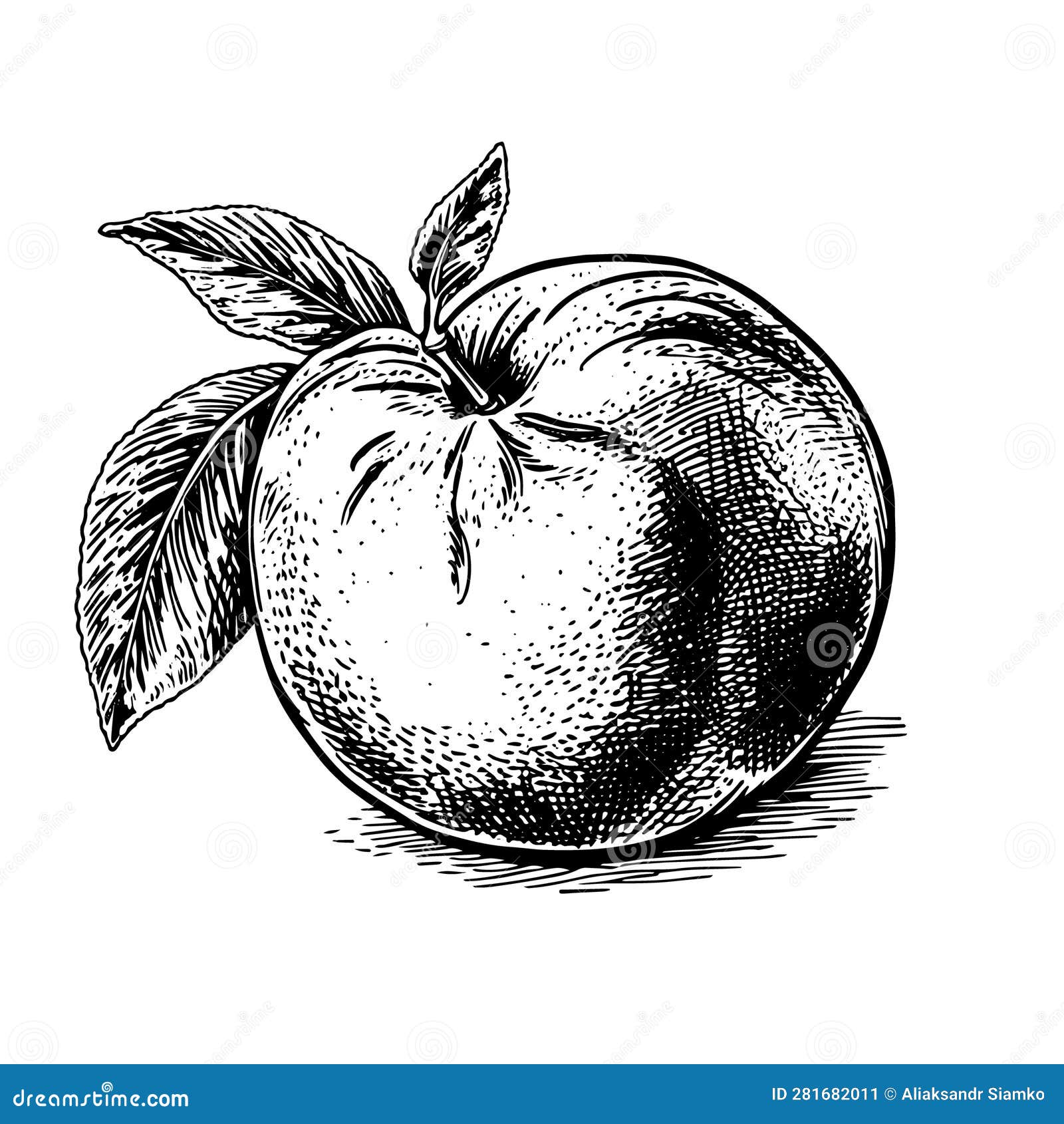 Peach Vector Drawing. Isolated Hand Drawn, Engraved Style Illustration ...