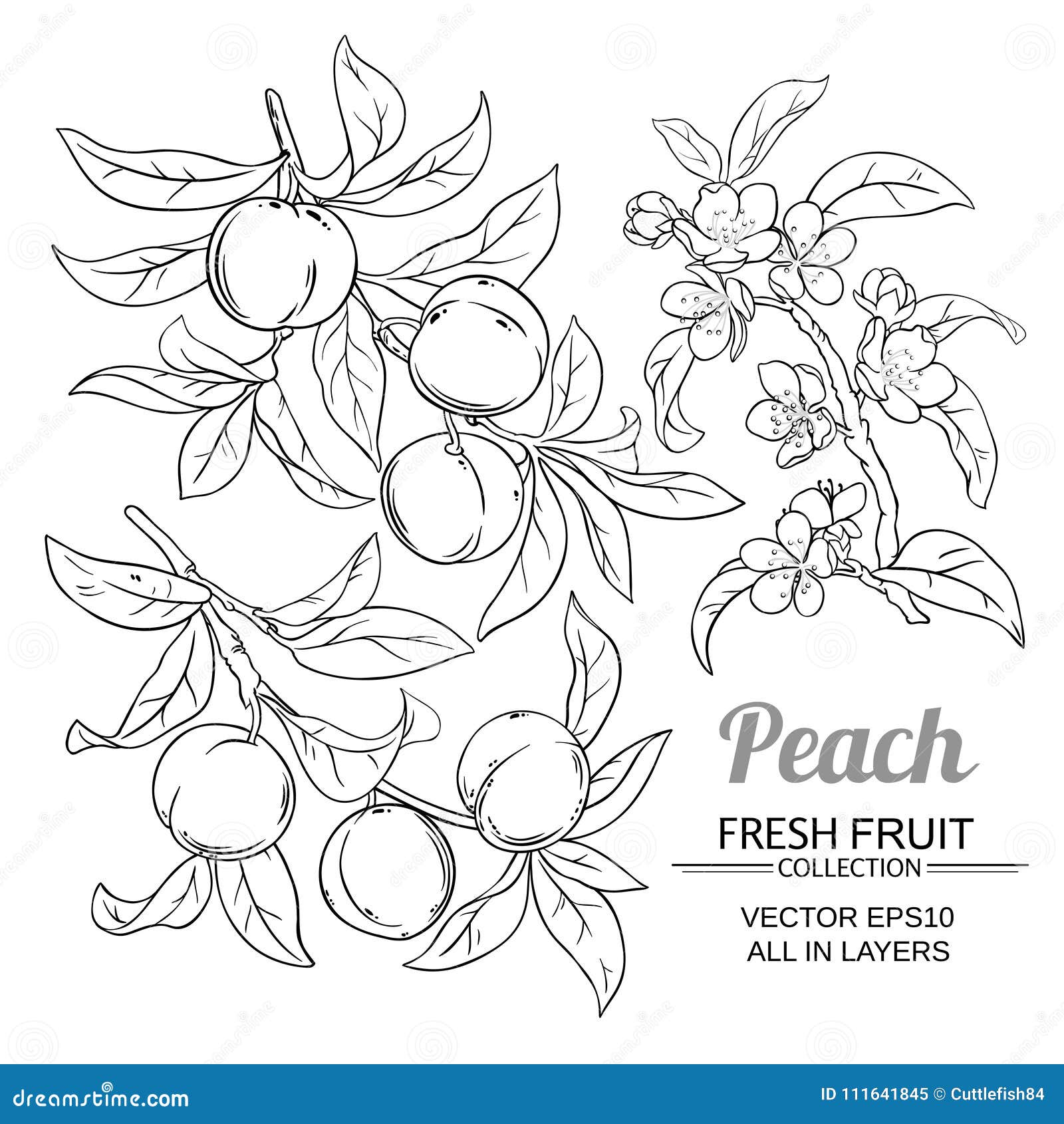 Peach vector set stock vector. Illustration of graphic - 111641845