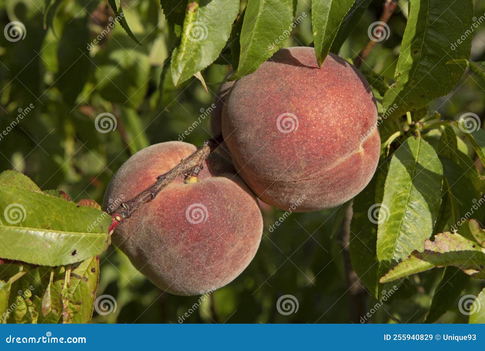 Peach vine in the tree stock image. Image of orchard - 255940829