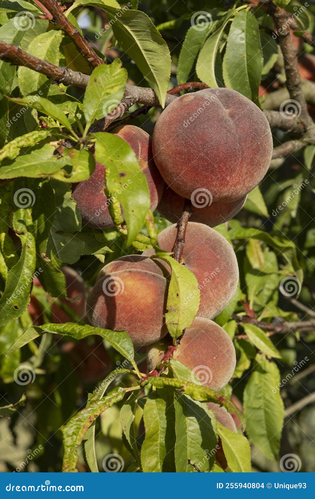 Peach vine in the tree stock photo. Image of peach, leaf - 255940804