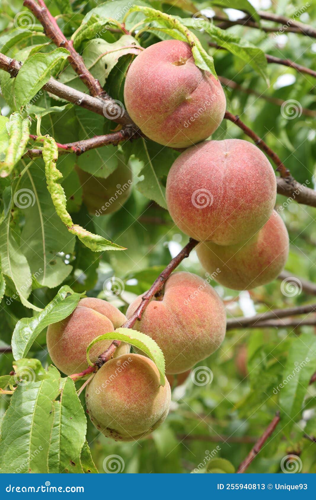 Peach vine in the tree stock image. Image of summer - 255940813