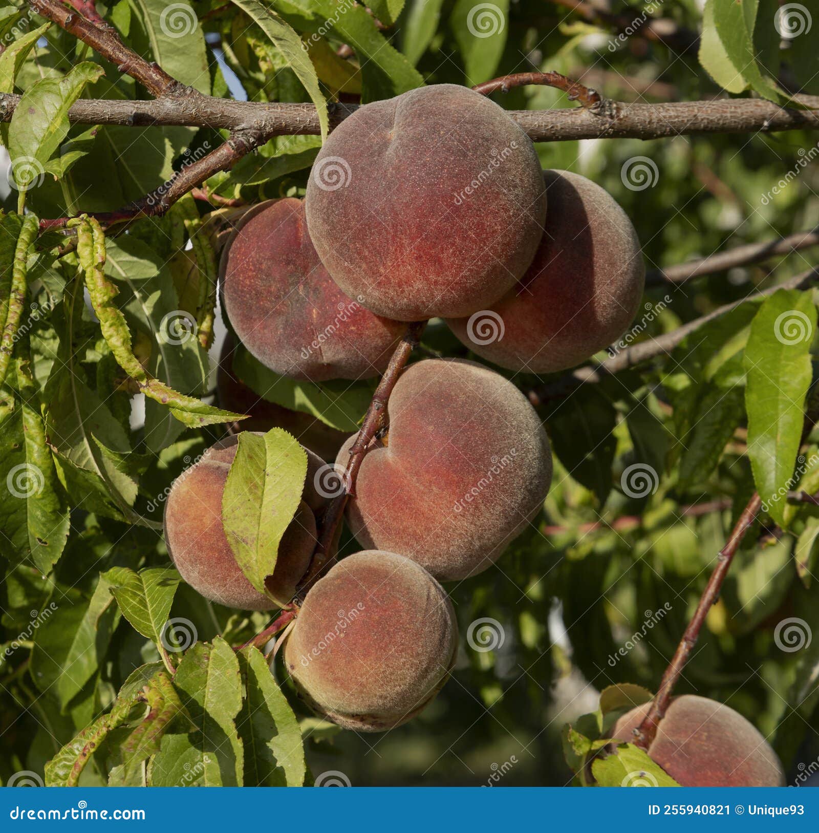 Peach vine in the tree stock image. Image of dessert - 255940821