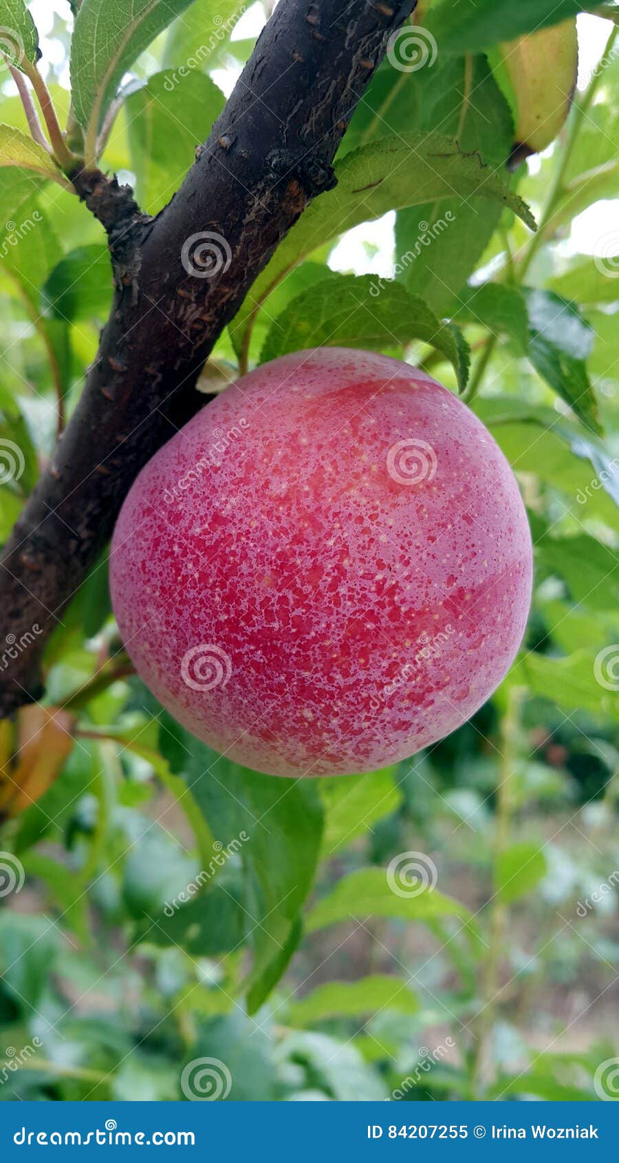 Plum stock image. Image of harvest, plum, peache, peaches - 84207255