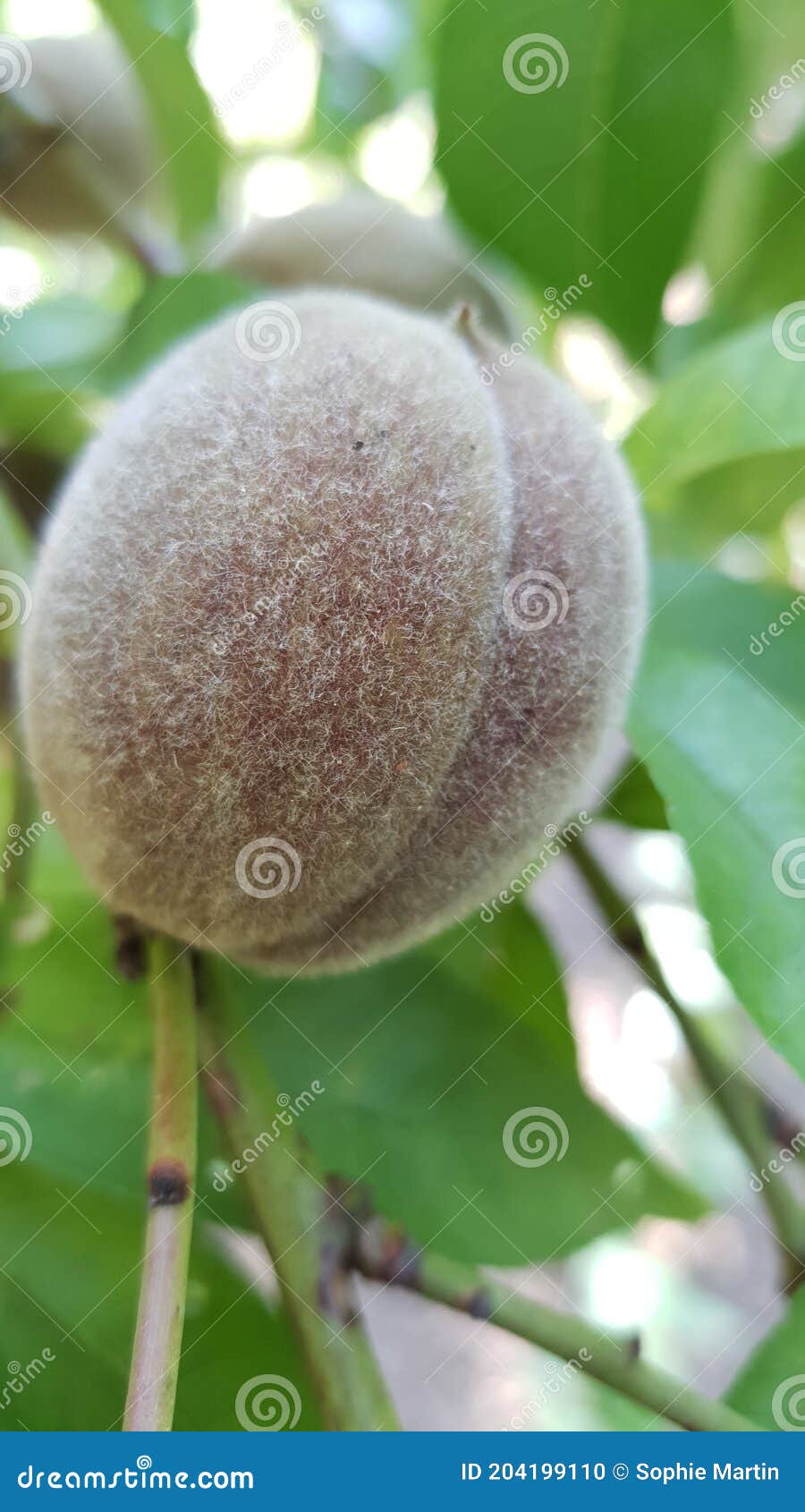 Peache in tree stock photo. Image of wildflower, vegetable - 204199110