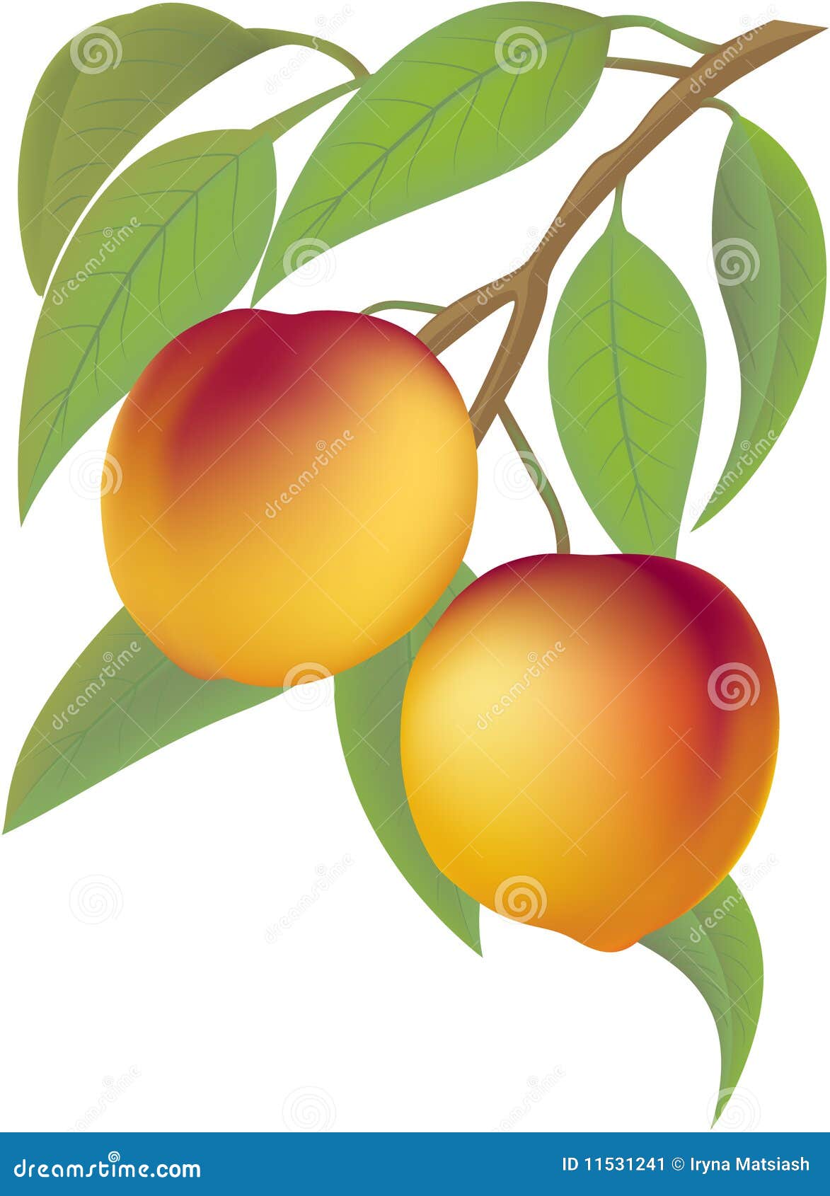 Peaches Cartoon Vector | CartoonDealer.com #11531241