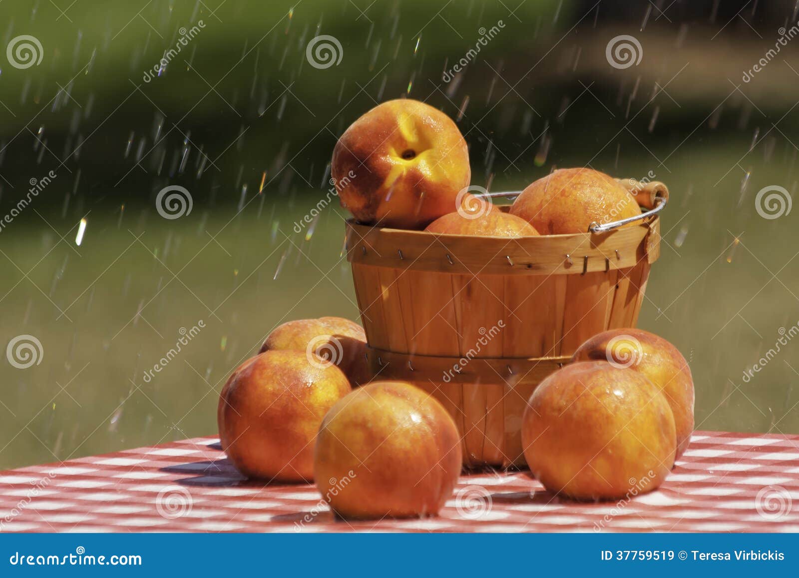 Peaches stock image. Image of rain, basket, fresh, peach - 37759519