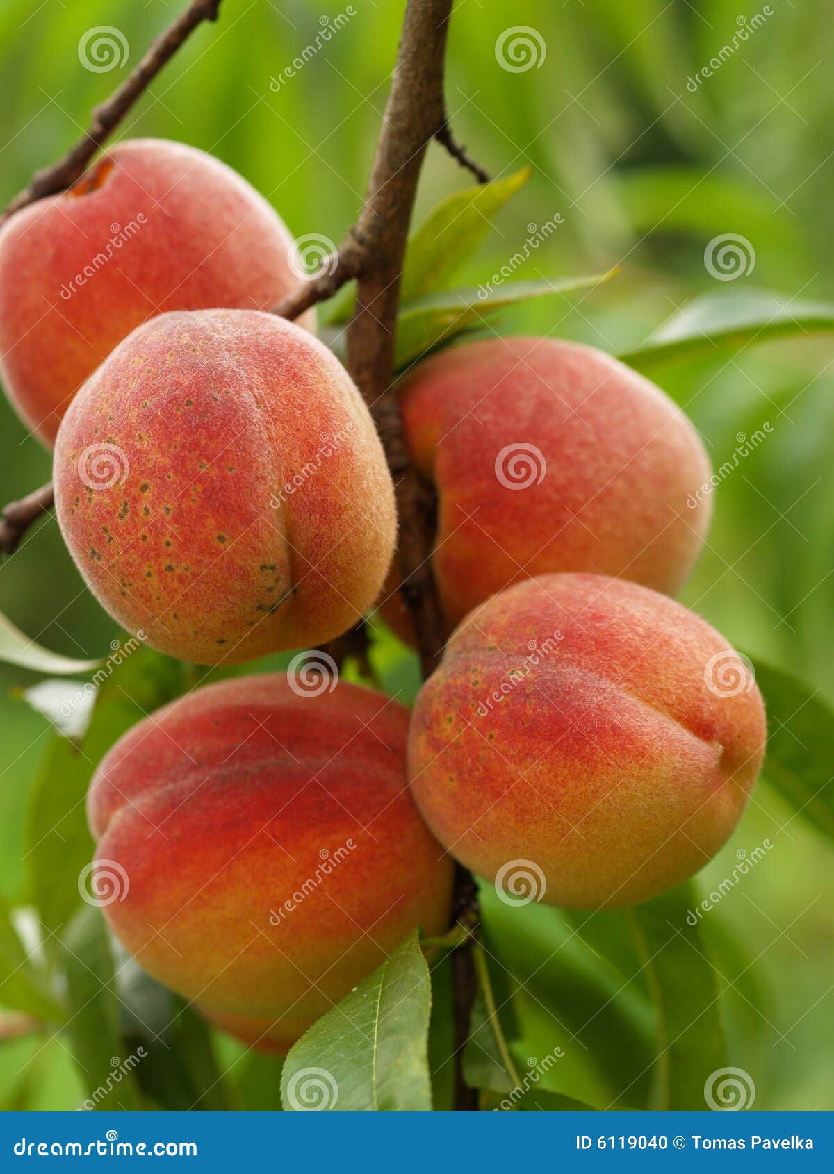 Peaches stock photo. Image of green, close, food, orchard - 6119040
