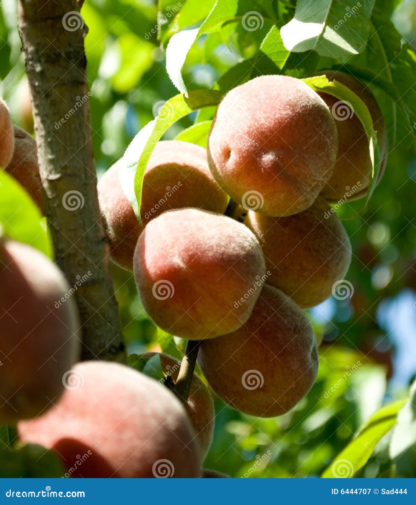 Peaches stock image. Image of green, agriculture, deciduous - 6444707