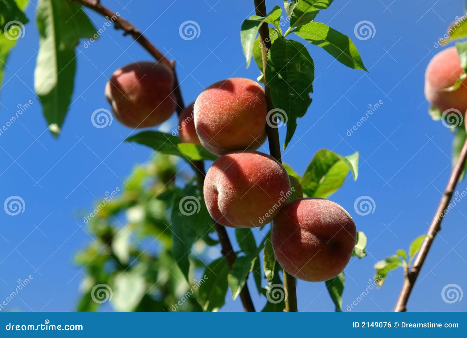 Peaches against a blue sky stock photo. Image of peaches - 2149076