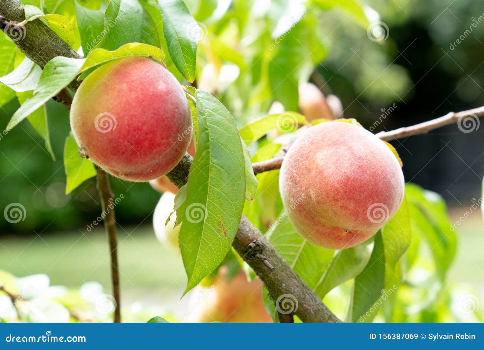 Peaches Branch of Peach Tree in Closeup Stock Image - Image of grow ...