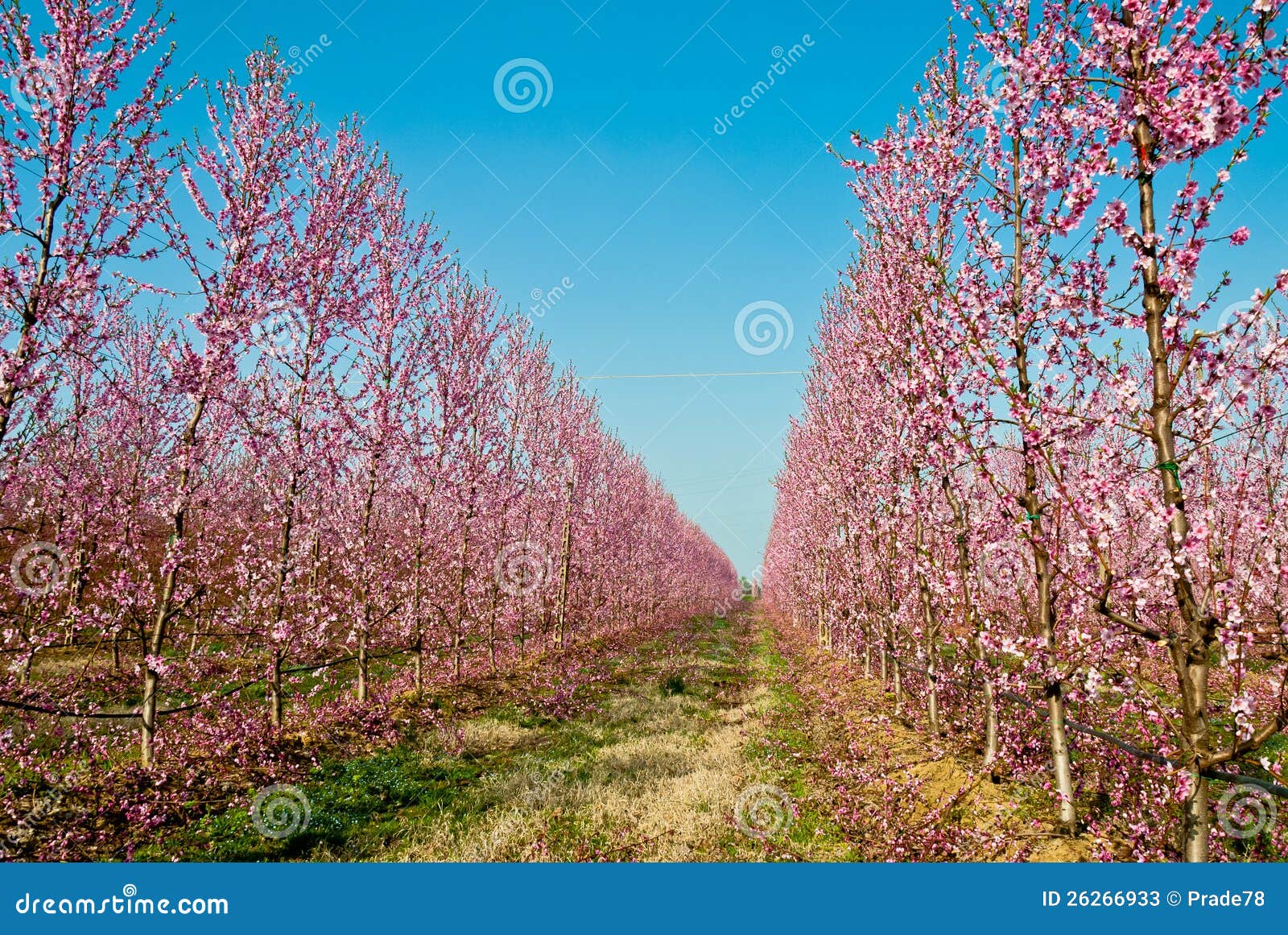 Peach trees in orchid stock image. Image of peach, blooms - 26266933
