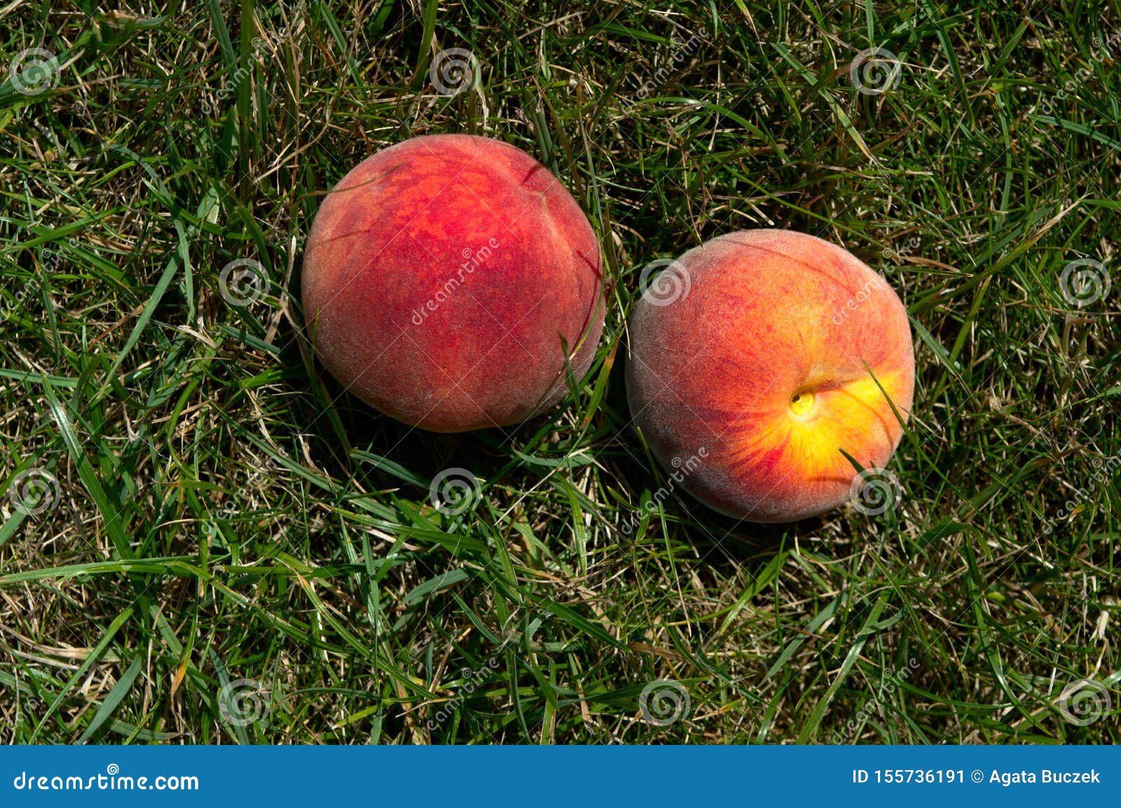 Peaches on the grass stock image. Image of natural, organic - 155736191