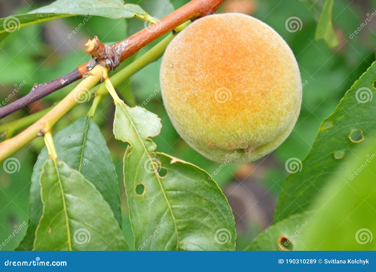 Peaches Growing on a Tree in Garden, Stock Image - Image of protection ...