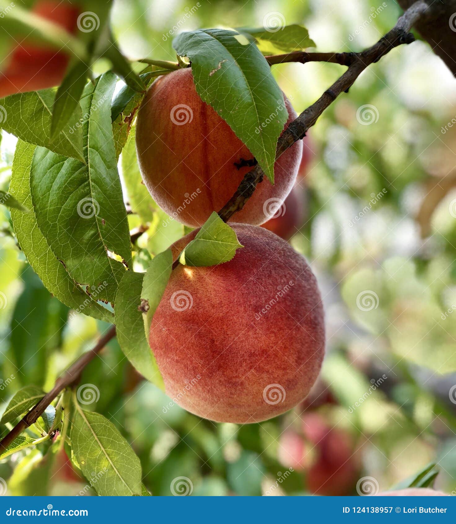 Peaches growing in a tree stock image. Image of orange - 124138957