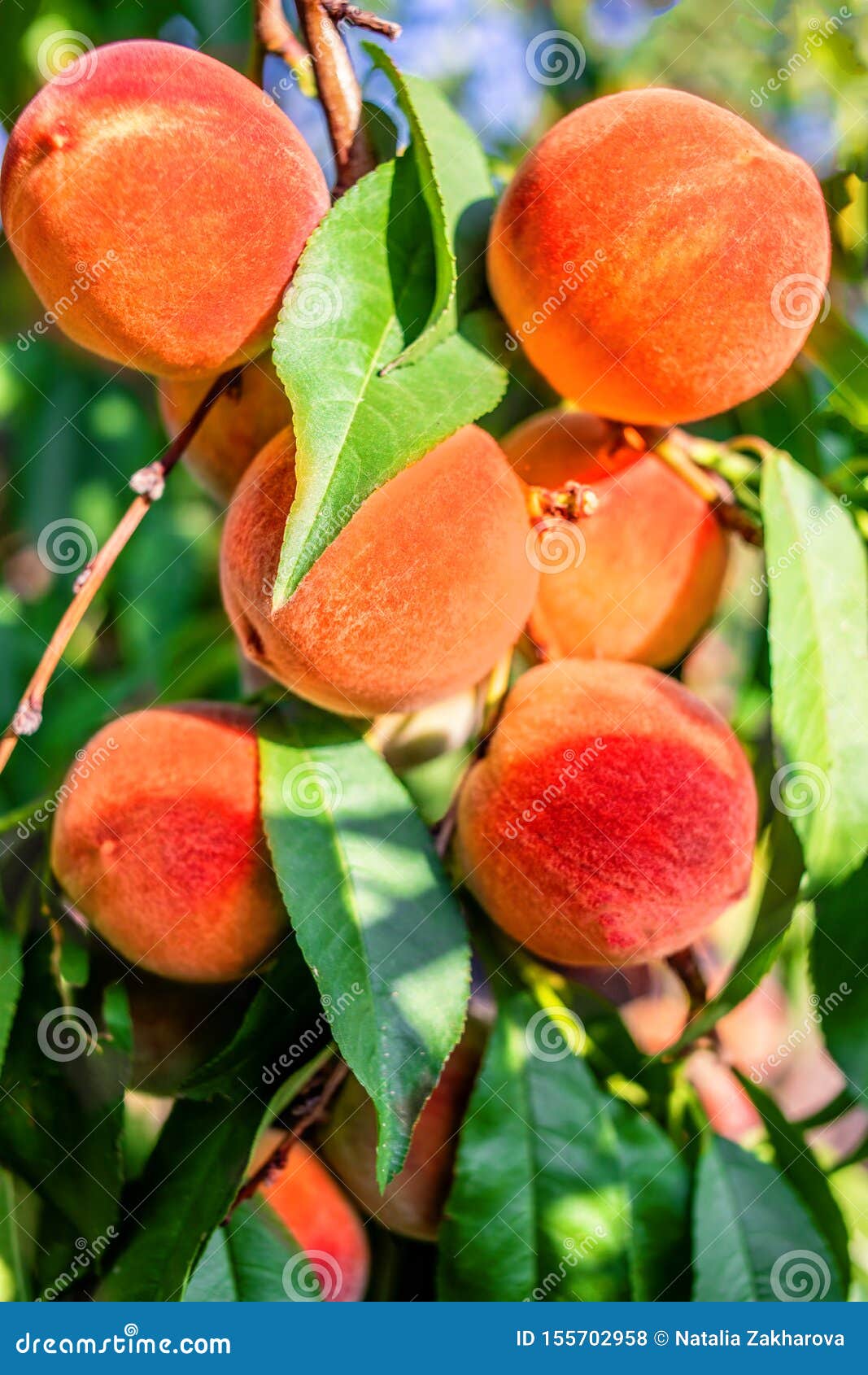 Peaches Harvest. Ripe Peaches Growing on a Tree Stock Photo - Image of ...