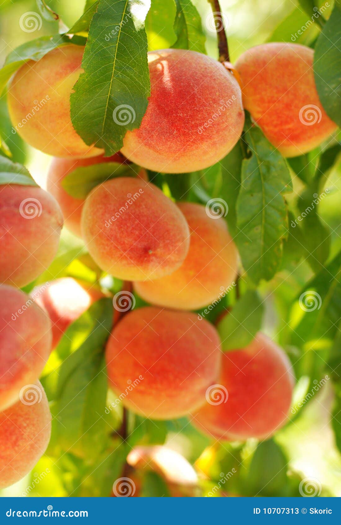 Peaches in the late summer stock image. Image of gardening - 10707313