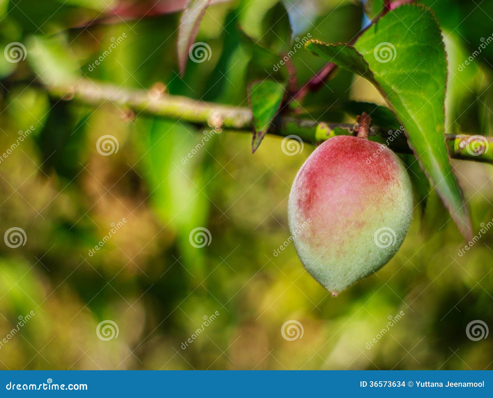 Peaches stock photo. Image of peaches, closeup, orchard - 36573634