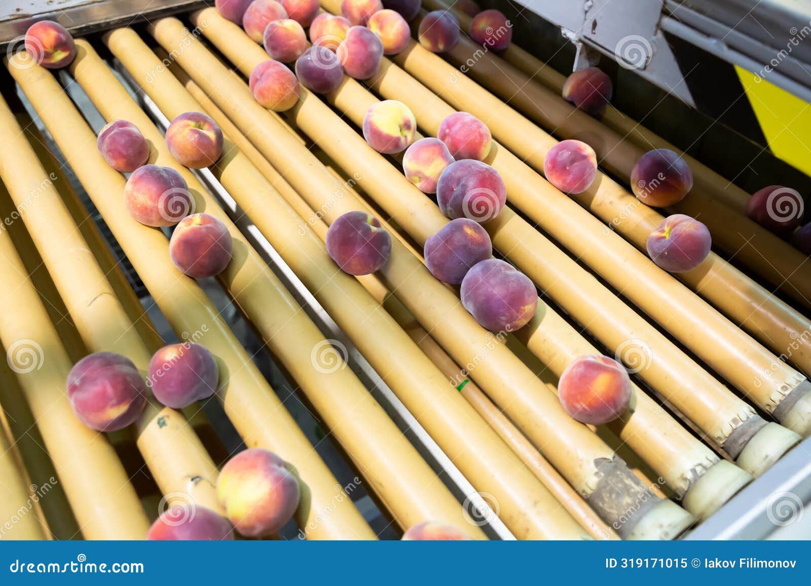 Peaches on Processing Line of Sorting Stock Image - Image of packing ...