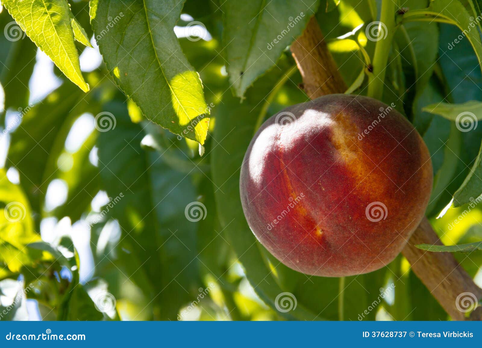 Peaches stock image. Image of agriculture, nature, harvest - 37628737