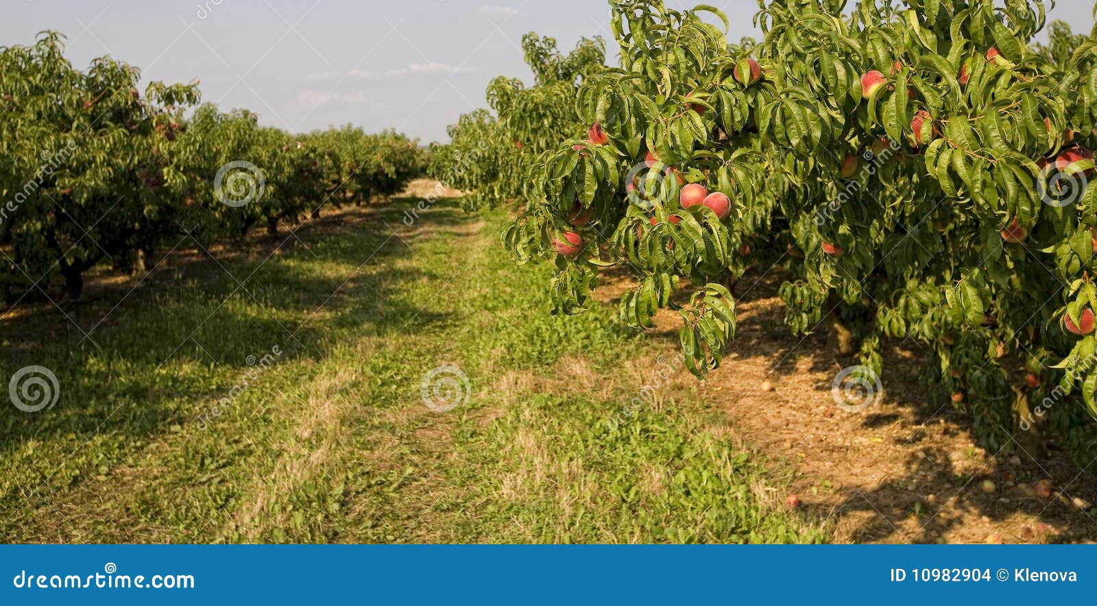 Peaches on a tree stock photo. Image of nutrition, health - 10982904