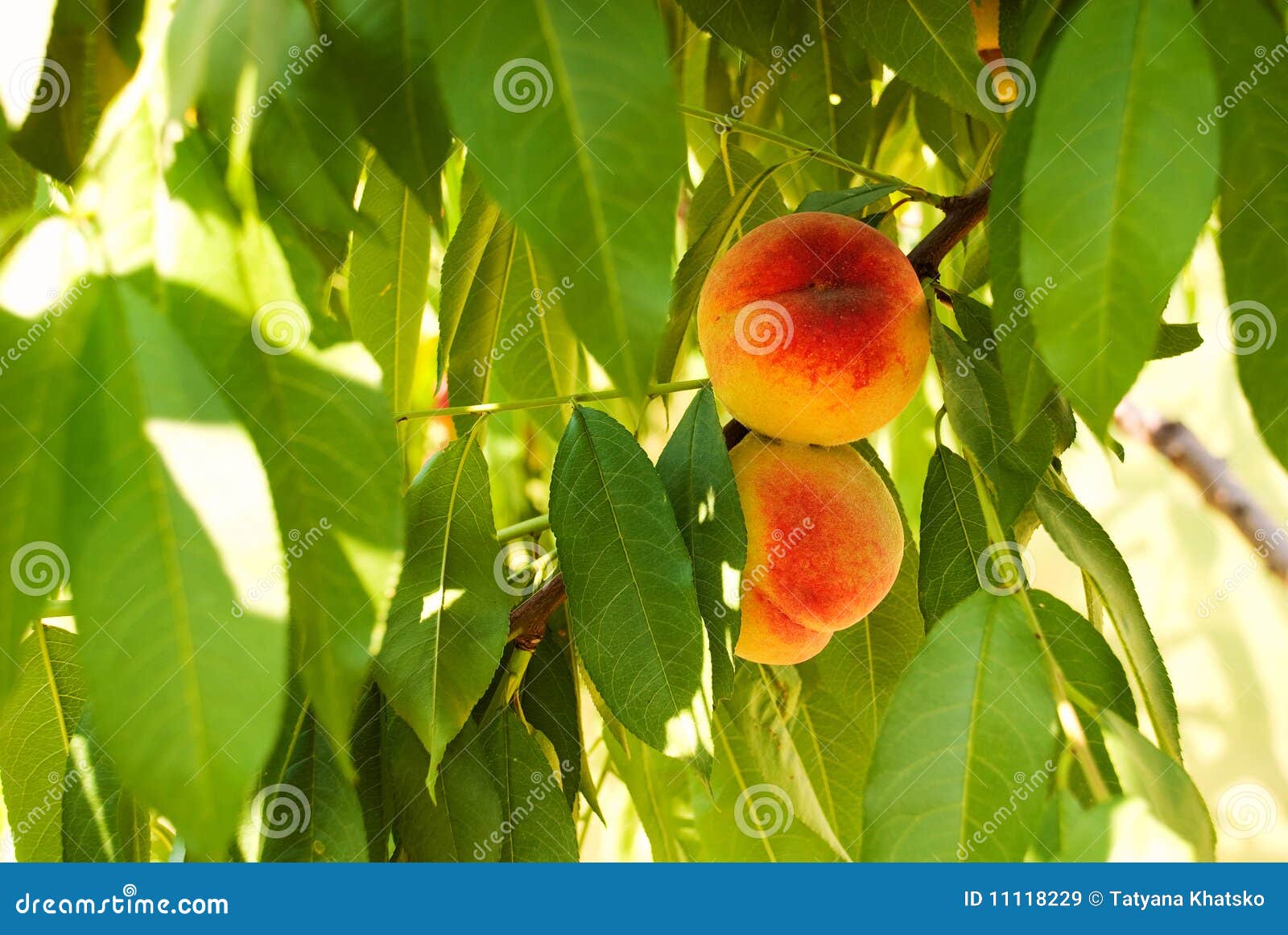 Peaches on a tree stock image. Image of color, life, crop - 11118229