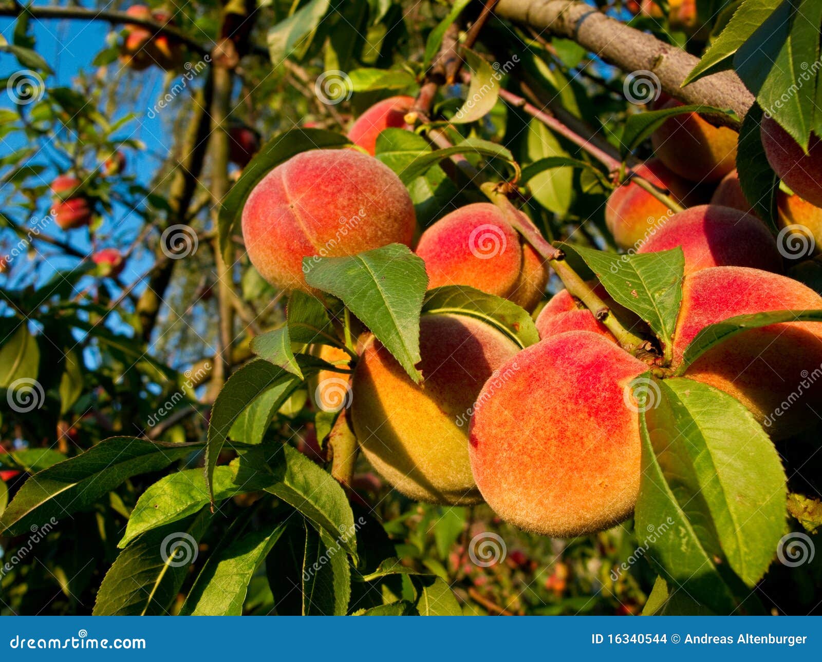 Peaches on tree stock photo. Image of diet, green, crop - 16340544