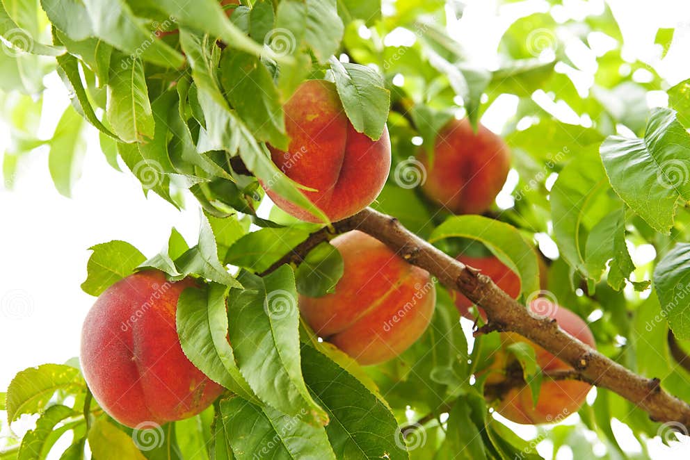 Peaches on tree stock photo. Image of bright, fuzzy, peaches - 19878650