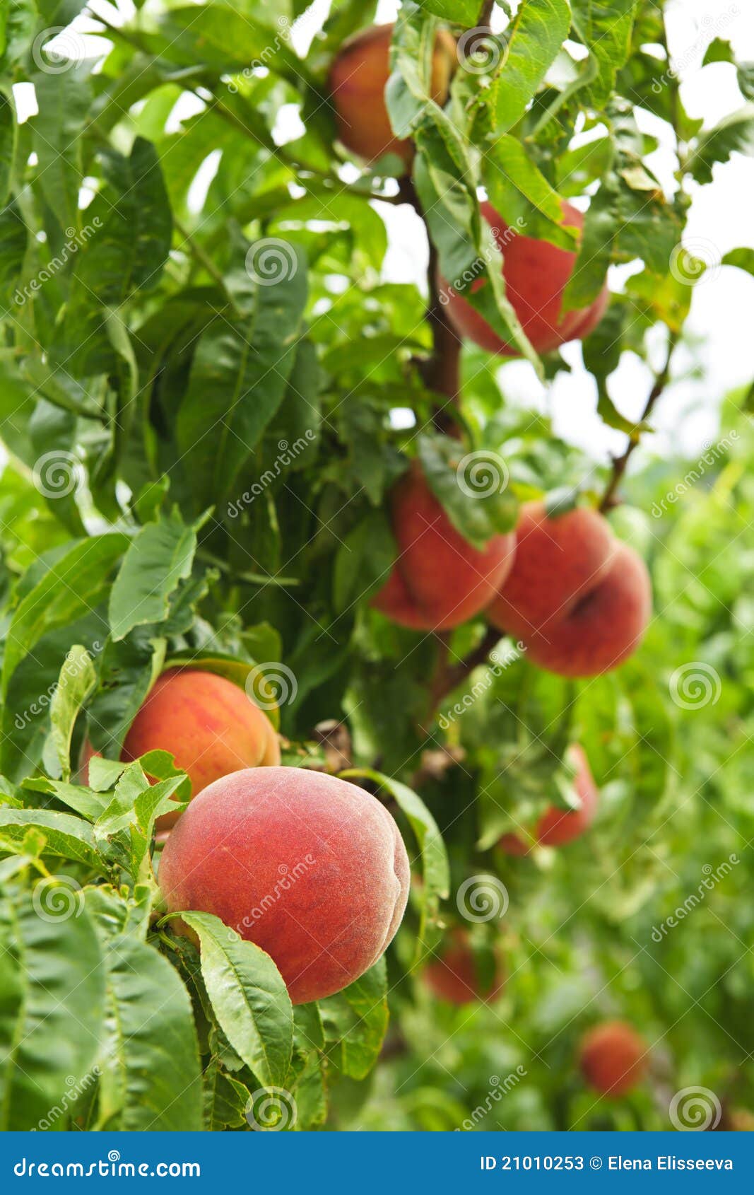 Peaches on tree stock image. Image of trees, growth, nature - 21010253