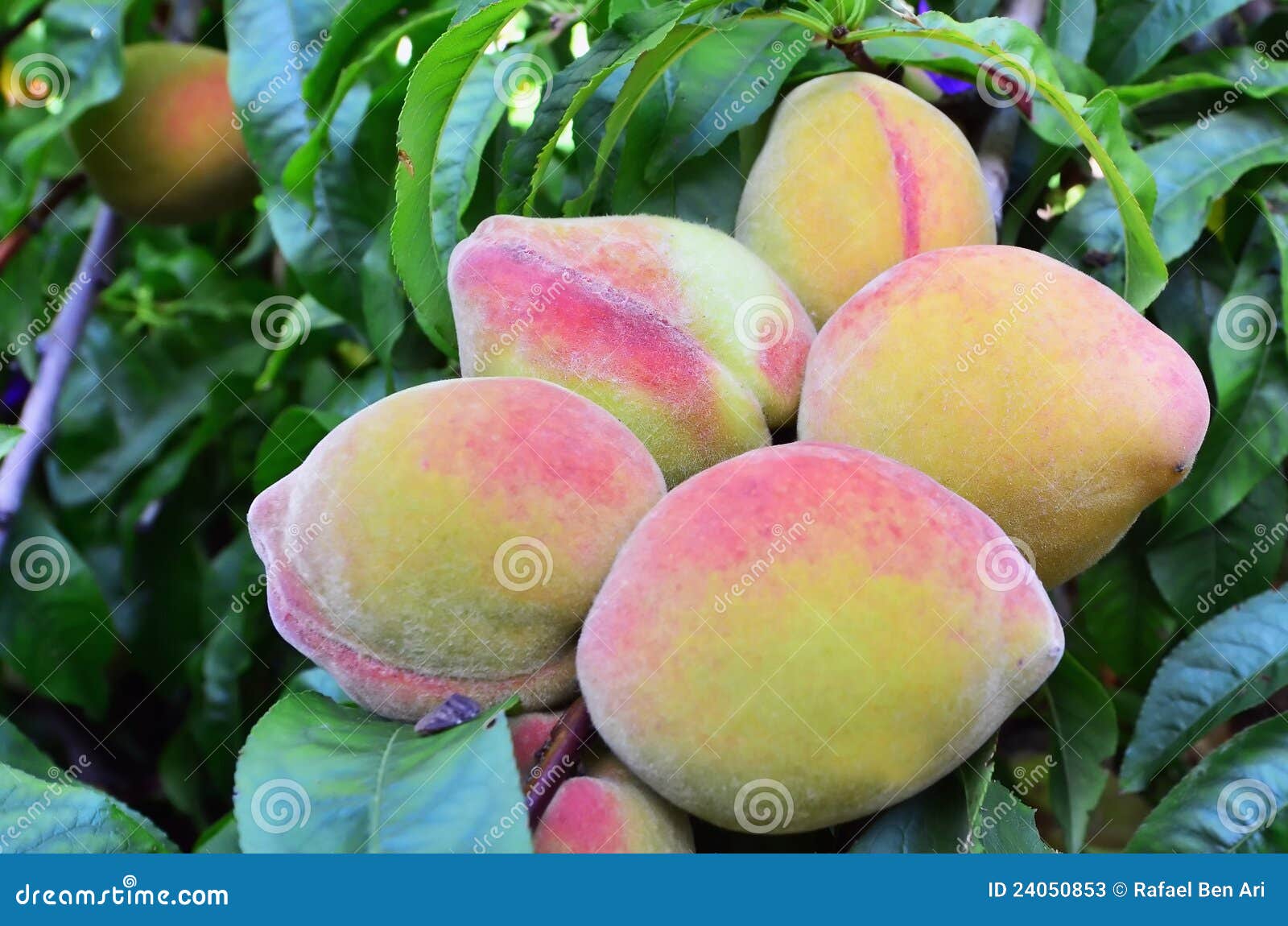 Peaches on a Tree stock image. Image of harvest, fresh - 24050853