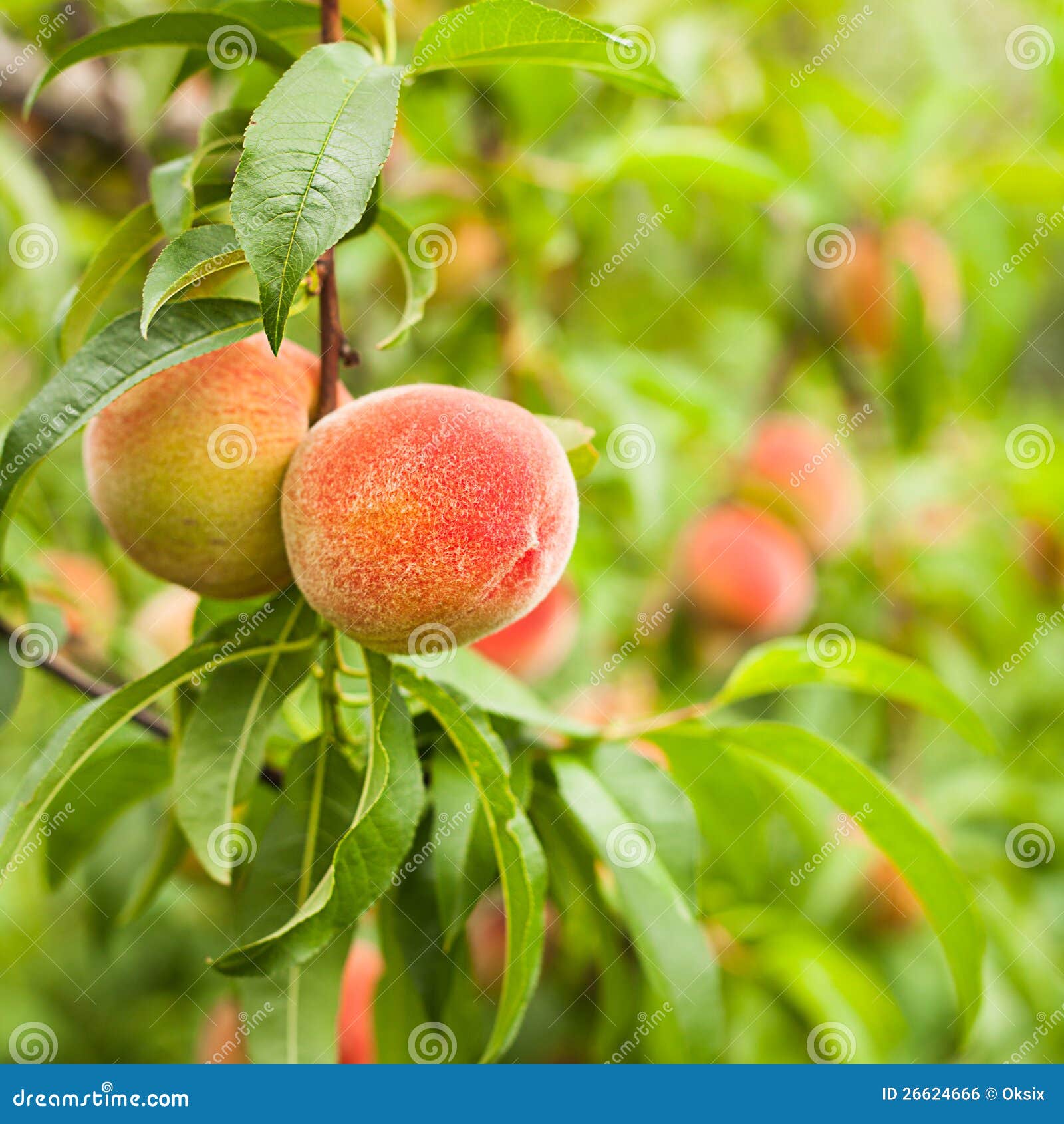 Peaches on a tree stock photo. Image of fresh, fruit - 26624666