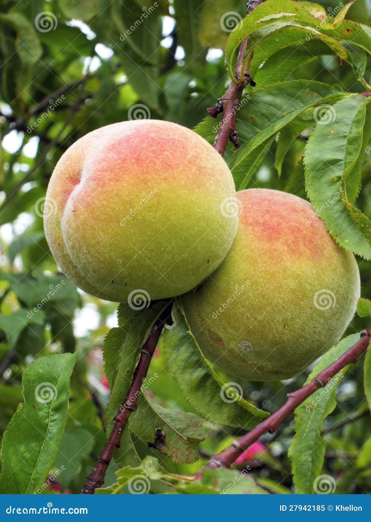 Peaches on a tree stock image. Image of nature, juicy - 27942185