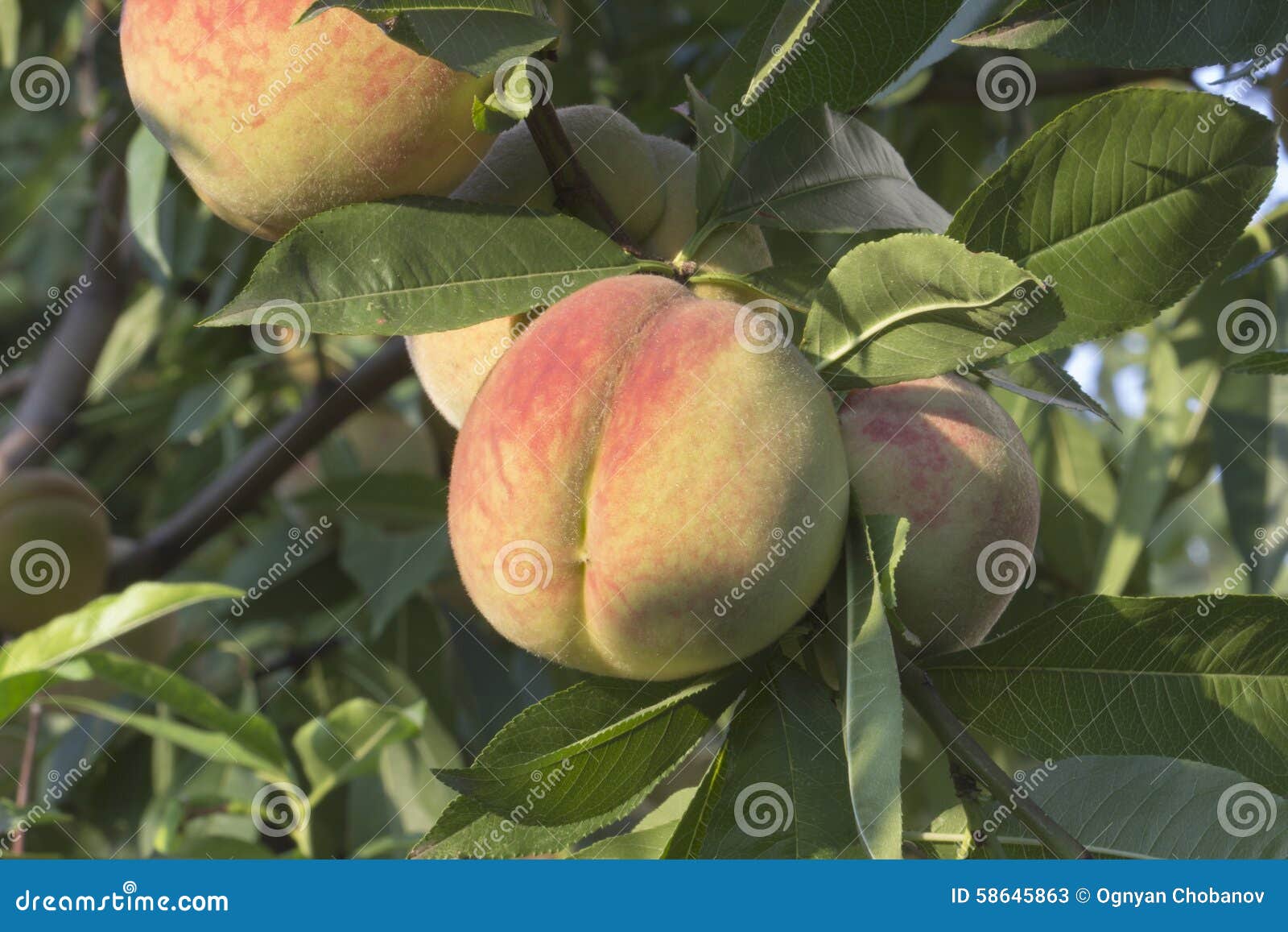 Peaches on the Tree Branches Stock Image - Image of bunch, farm: 58645863