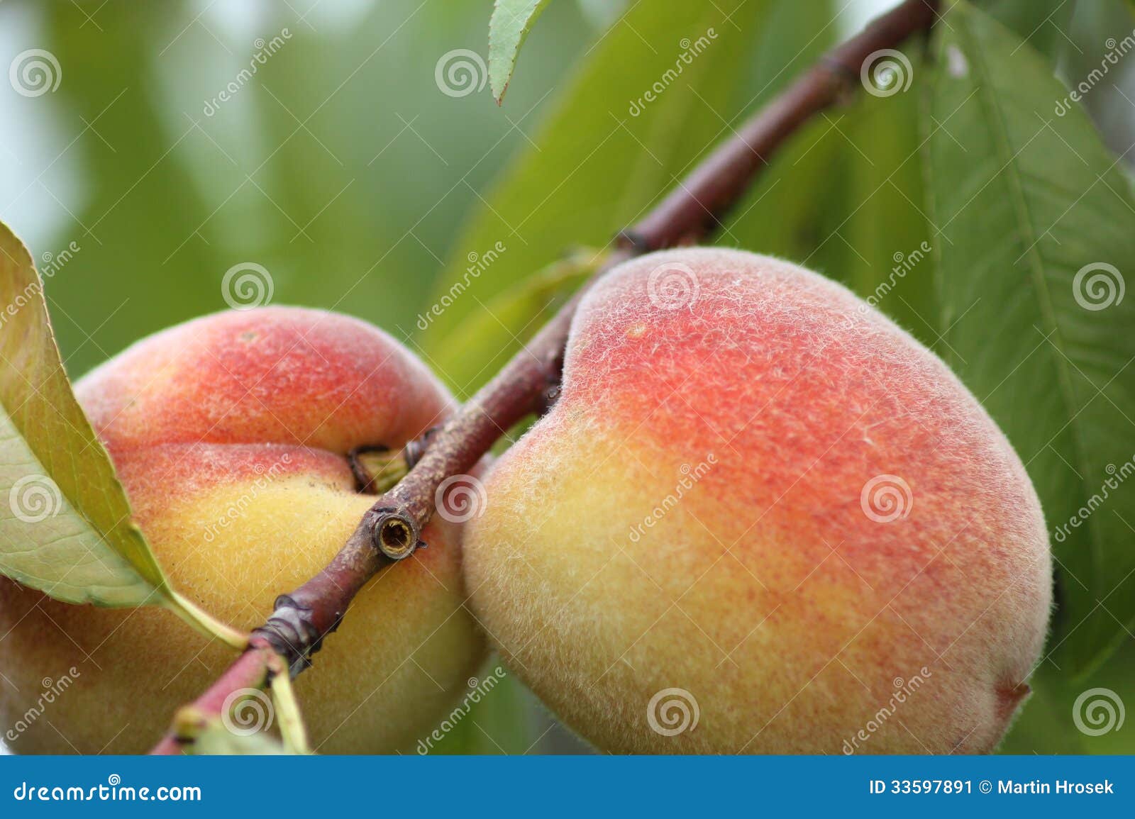 Peaches on the tree stock image. Image of grow, juicy - 33597891
