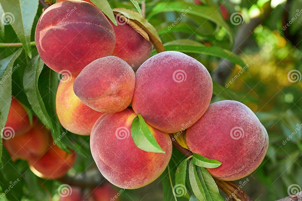 Peaches on tree stock image. Image of harvesting, eating - 81860287