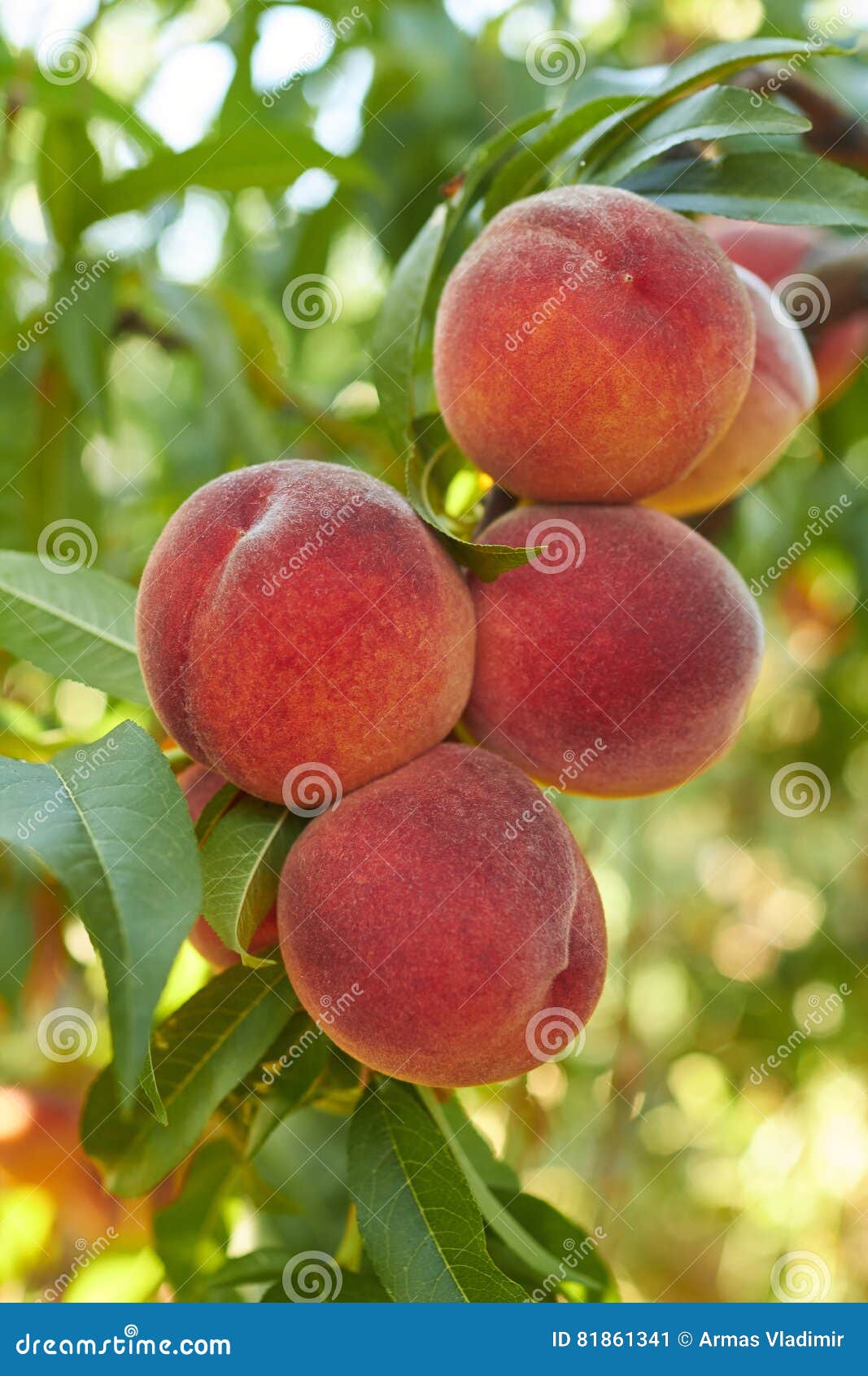 Peaches on tree stock image. Image of branch, leaf, macro - 81861341