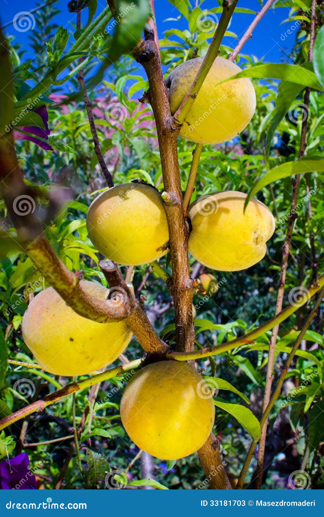 Peaches on tree stock image. Image of orchard, nature - 33181703