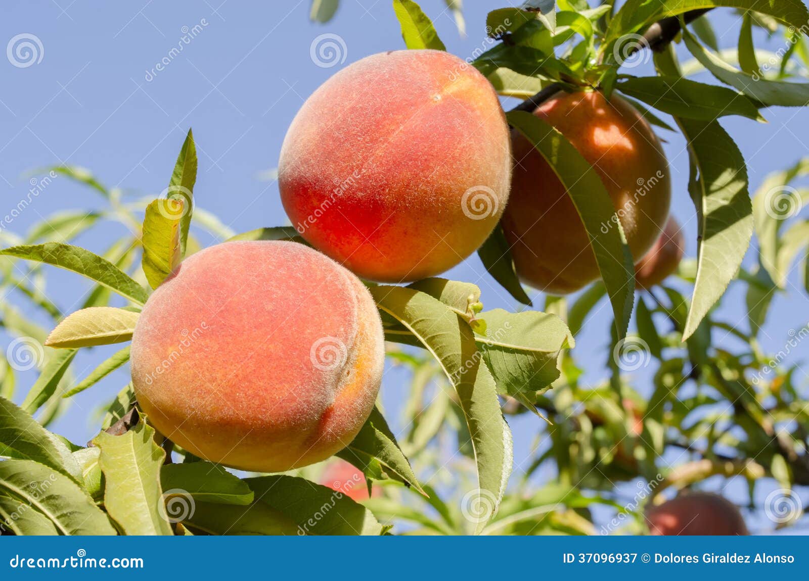Peaches on tree stock image. Image of group, saturated - 37096937