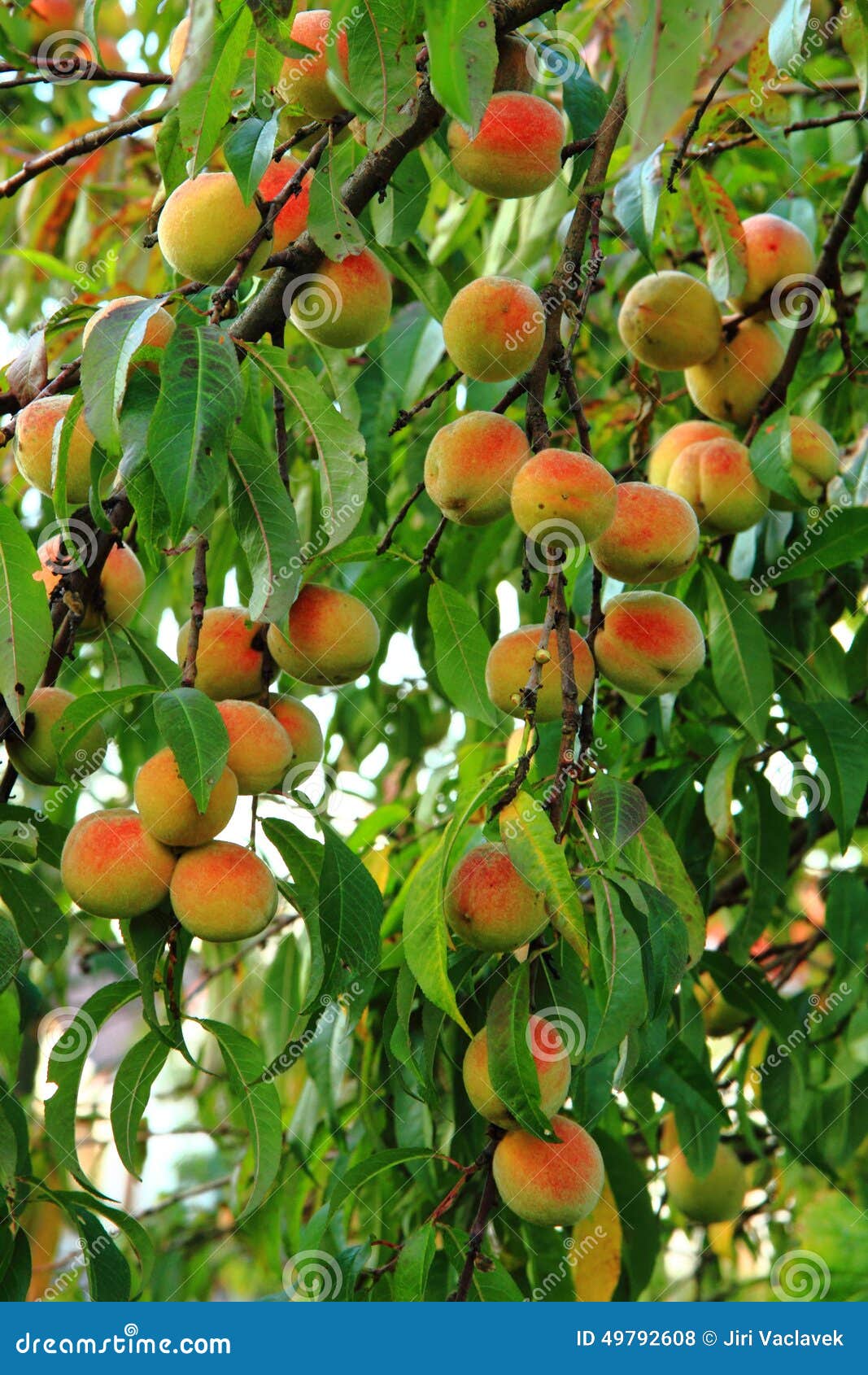 Peaches on the Tree in the Summer Stock Photo - Image of diet, planting ...