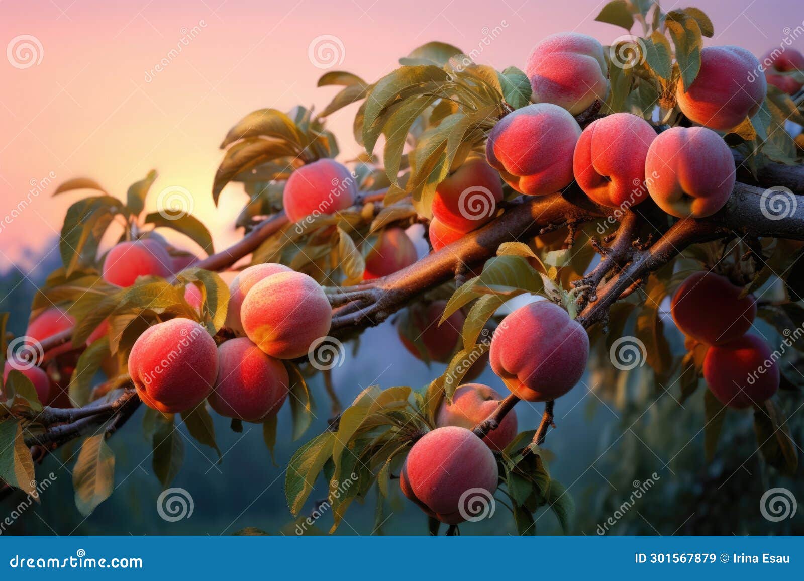 Peaches on tree at sunrise stock image. Image of branch - 301567879