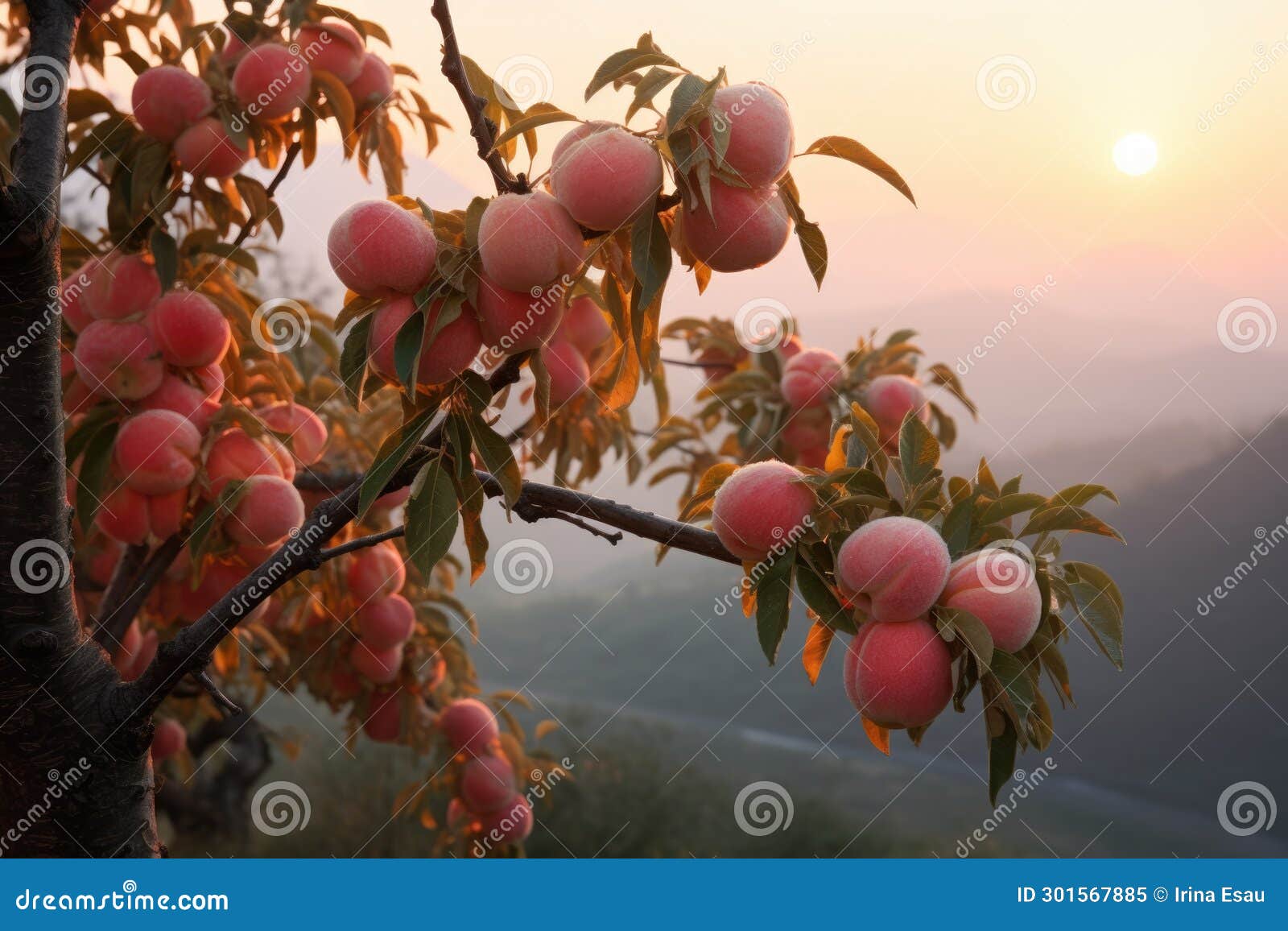 Peaches on tree at sunrise stock image. Image of ripe - 301567885