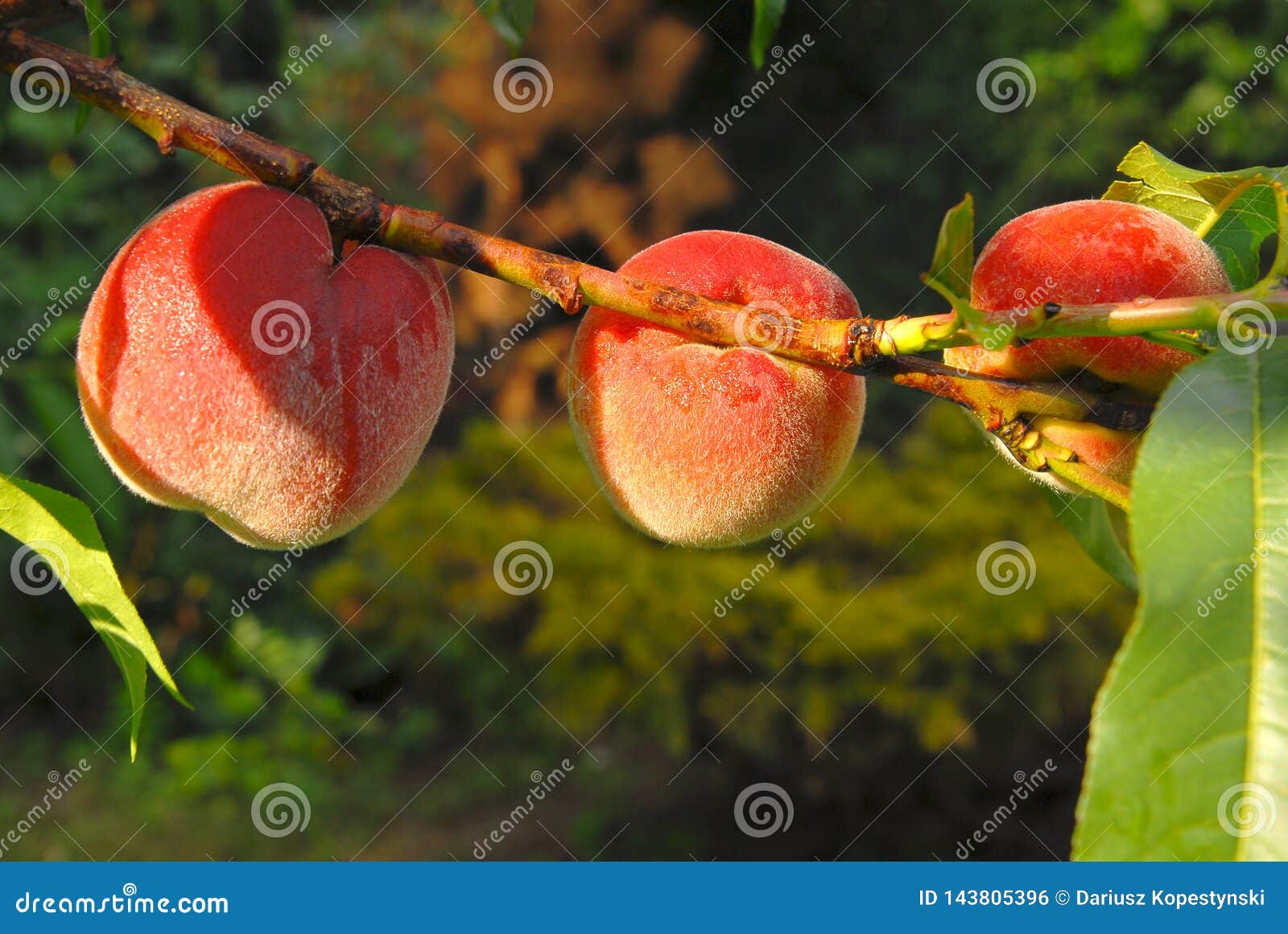 Peaches on the tree stock photo. Image of summer, fruits - 143805396