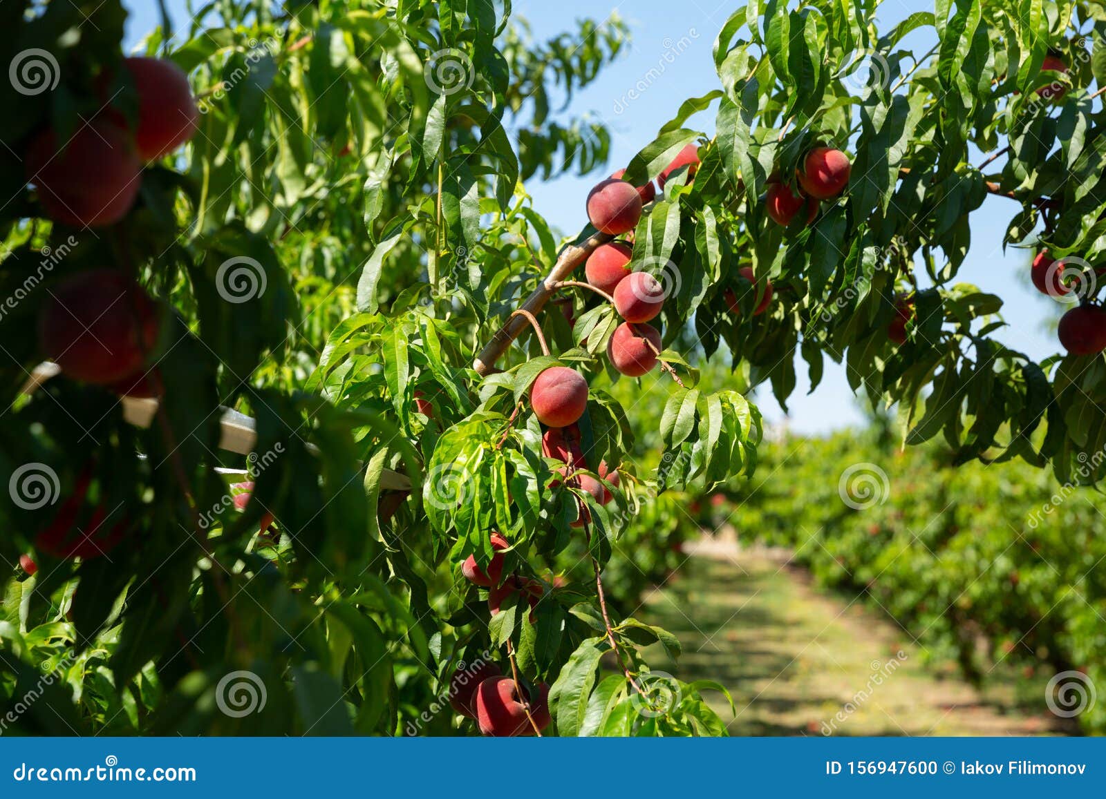 Peaches on trees stock photo. Image of botanic, farming - 156947600
