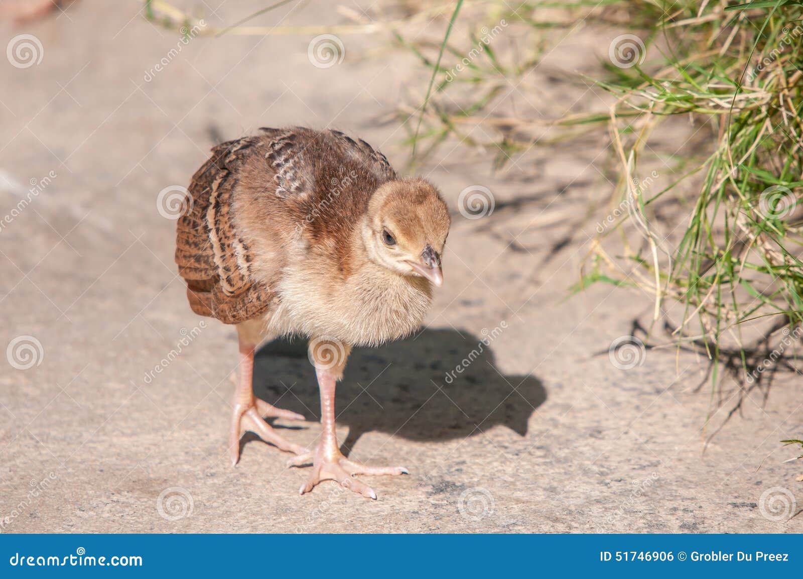 Peachick foto de archivo. Imagen de tribuna, cuenta, peahen - 51746906
