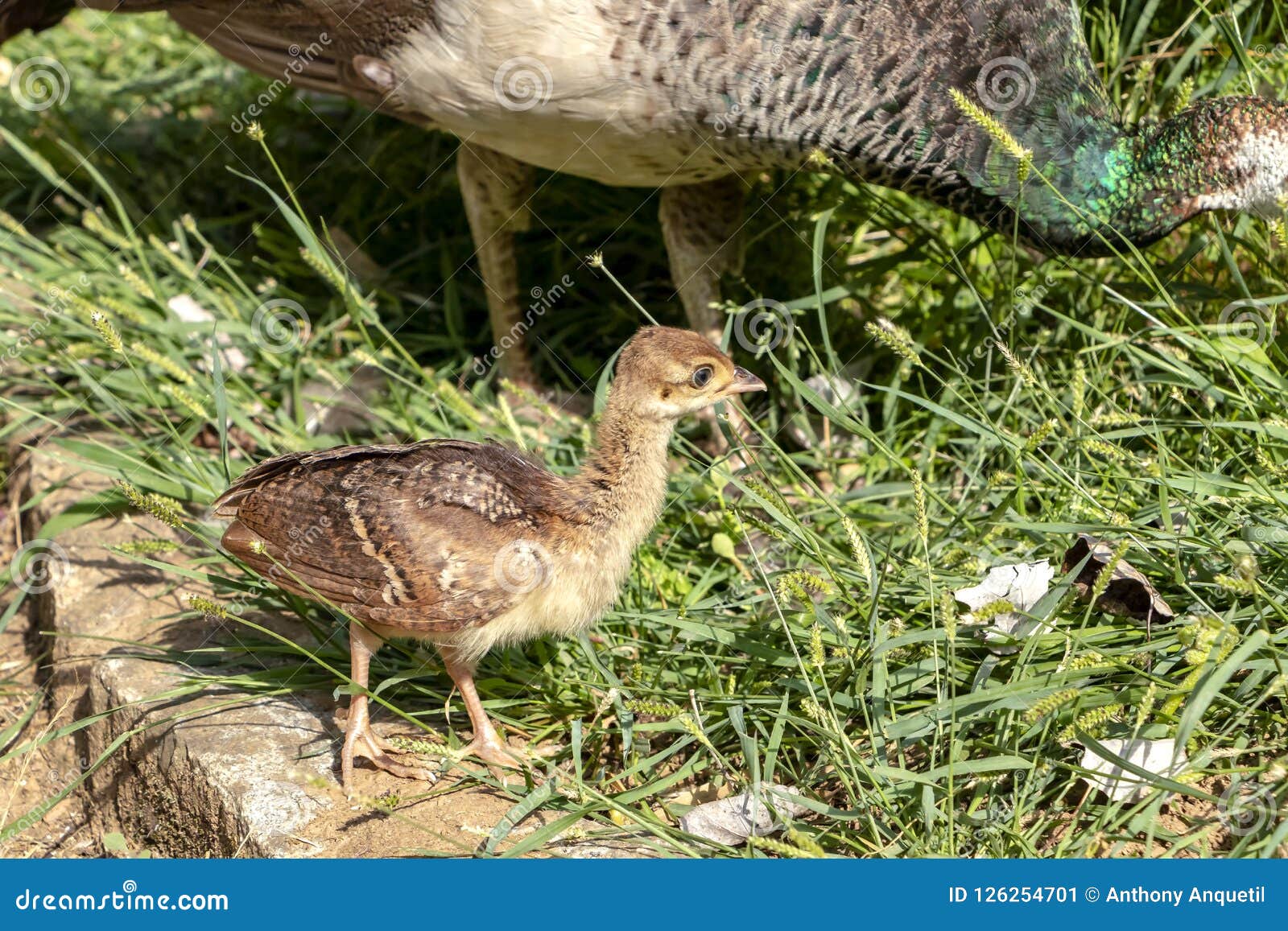 Peachick in close up stock image. Image of wildlife - 126254701