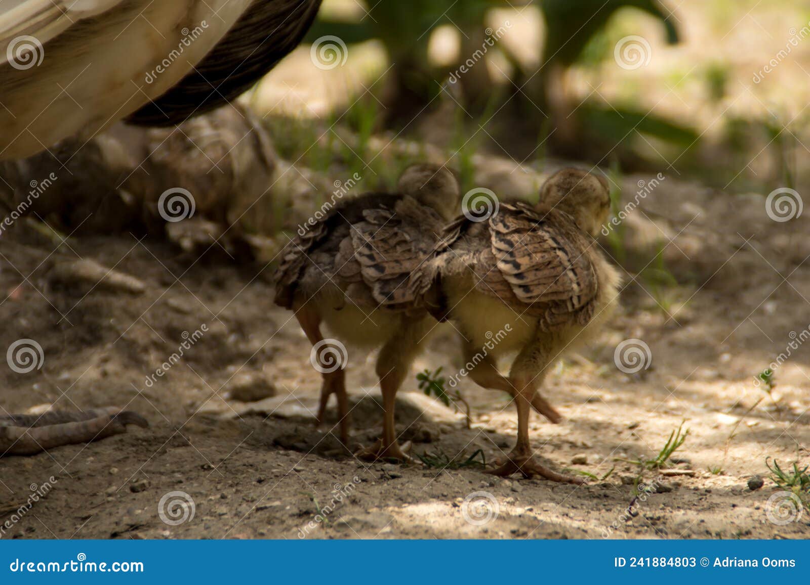 Peachicks stock image. Image of peachick, chicks, bird - 241884803
