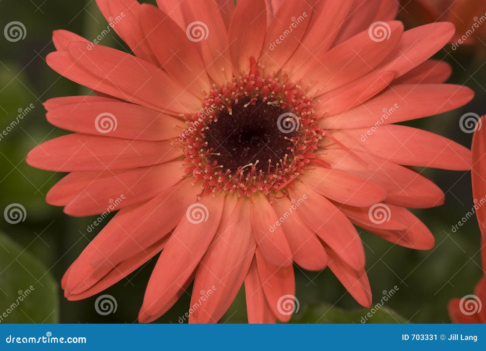 Peachy Pink Gerber Daisy stock image. Image of love, dark - 703331